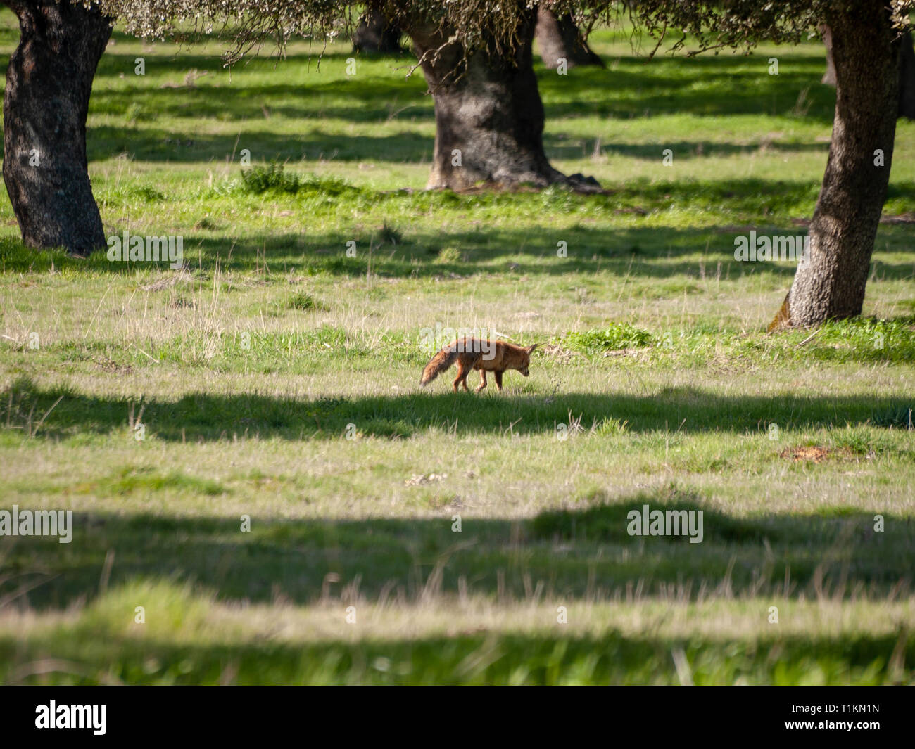 A fox (Vulpes vulpes) on freedom hunting in the forest Stock Photo - Alamy
