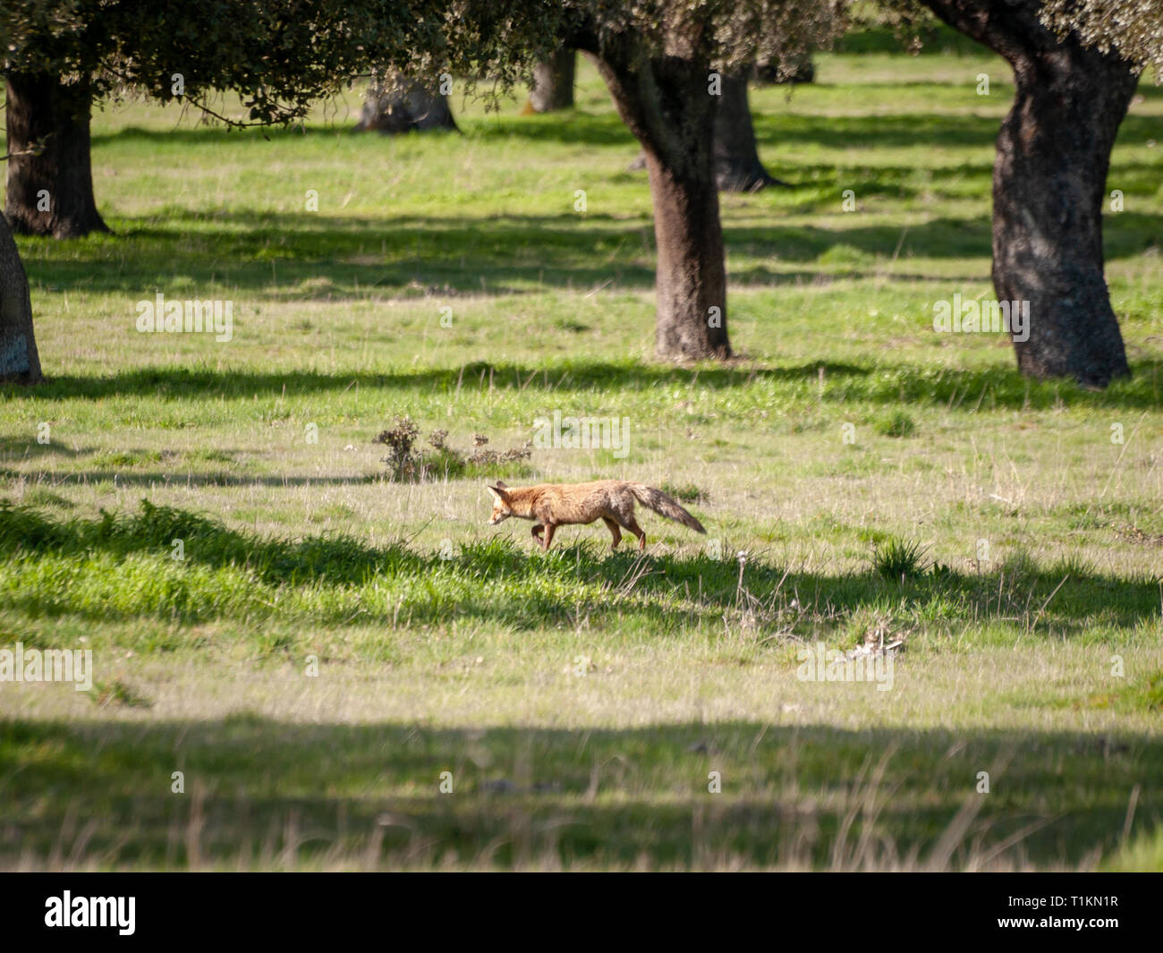 A fox (Vulpes vulpes) on freedom hunting in the forest Stock Photo - Alamy