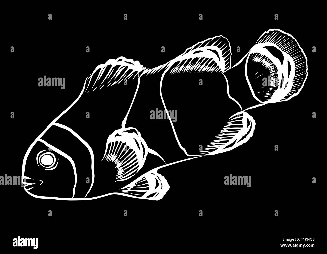 Red drum fish hi-res stock photography and images - Alamy