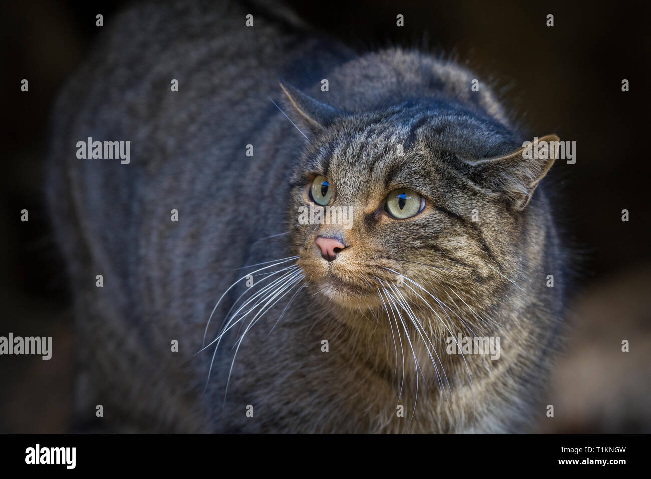 Wild Cat (Felis silvestris) portrait. Pyrenees. Catalonia. Spain ...