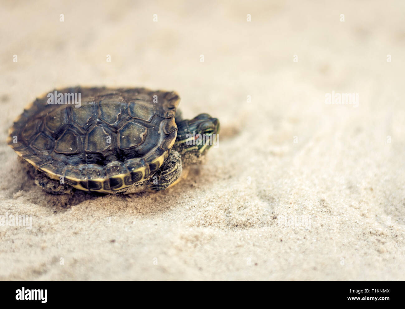 Common Slider, also known as Cumberland Slider Turtle, Red-eared Slider ...