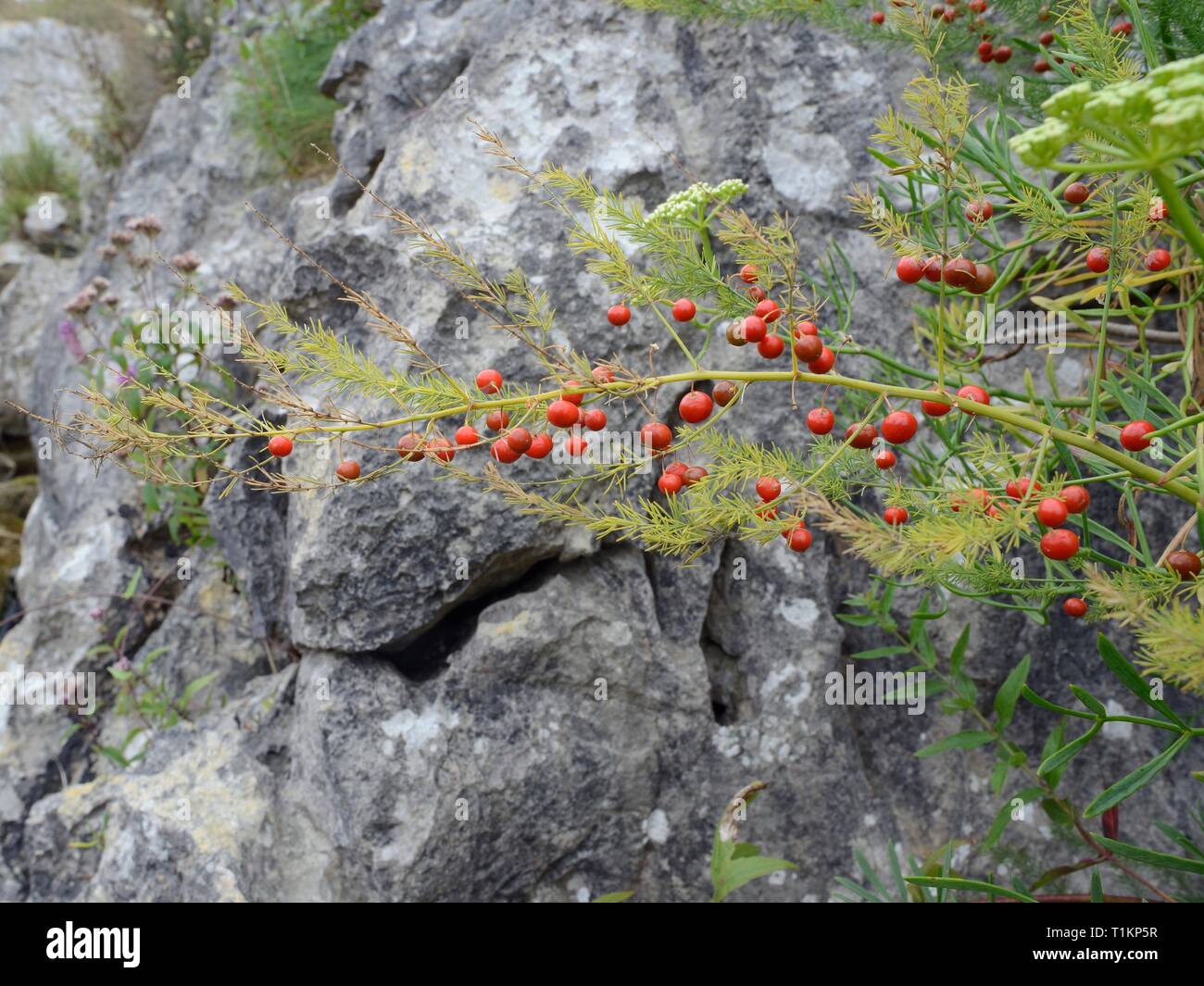 Asparagus Officinalis Stock Photos & Asparagus Officinalis Stock Images ...