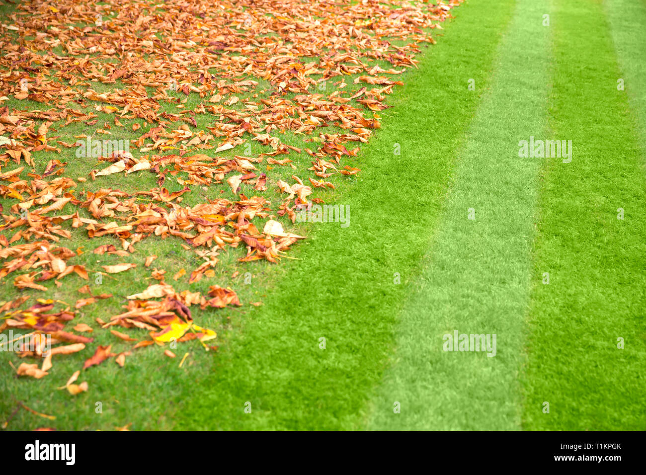 Lawn stripes hi-res stock photography and images - Alamy