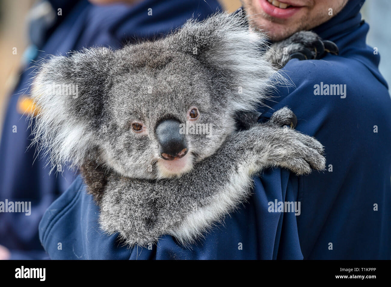 A southern koala is held by a keeper at the new Koala Creek enclosure ...