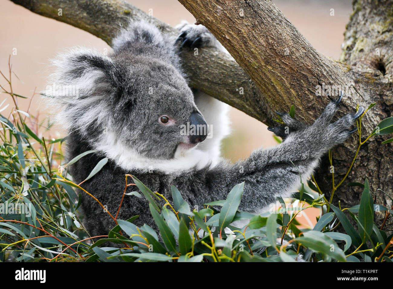 A southern koala at the new Koala Creek enclosure in Longleat Safari ...
