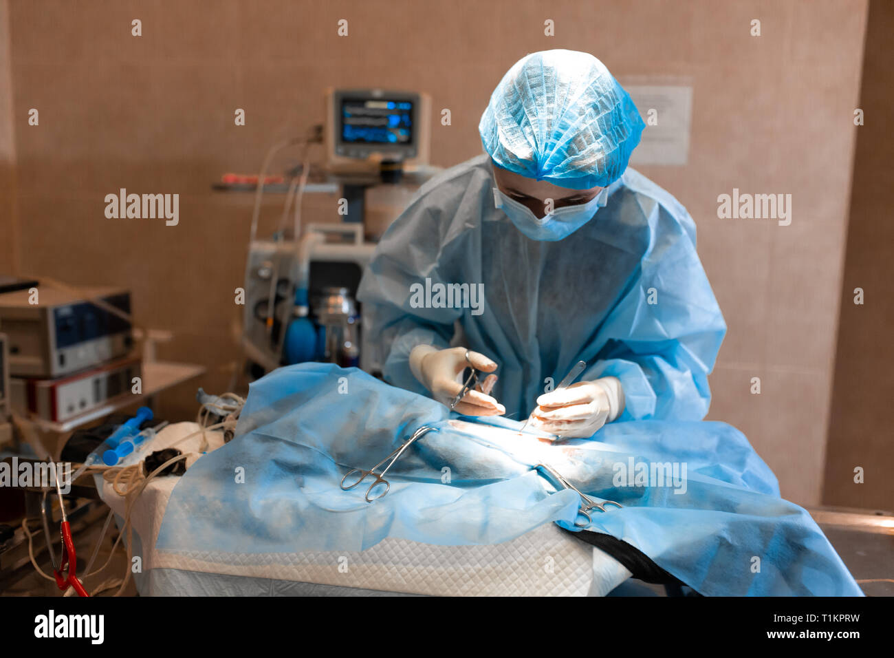 veterinarian or doctors doing surgery in the clinic. medicine, pet ...