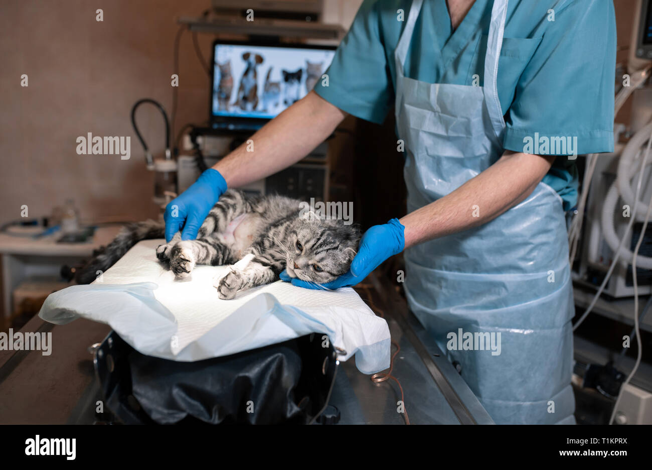 anesthesiologist prepares a cat for surgery. Pet surgery. Pet surgery ...
