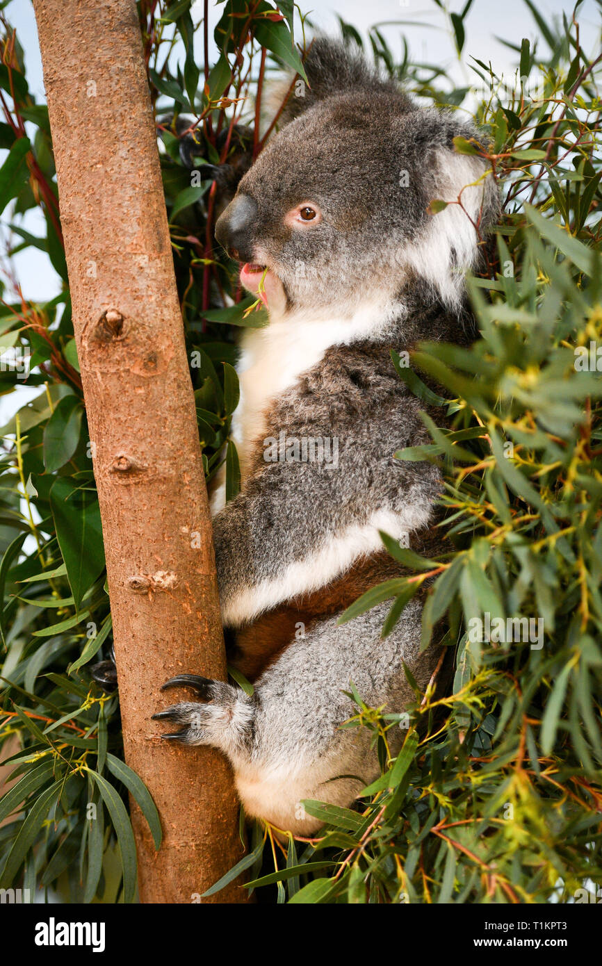 A southern koala grazes on eucalyptus leaves at new Koala Creek ...