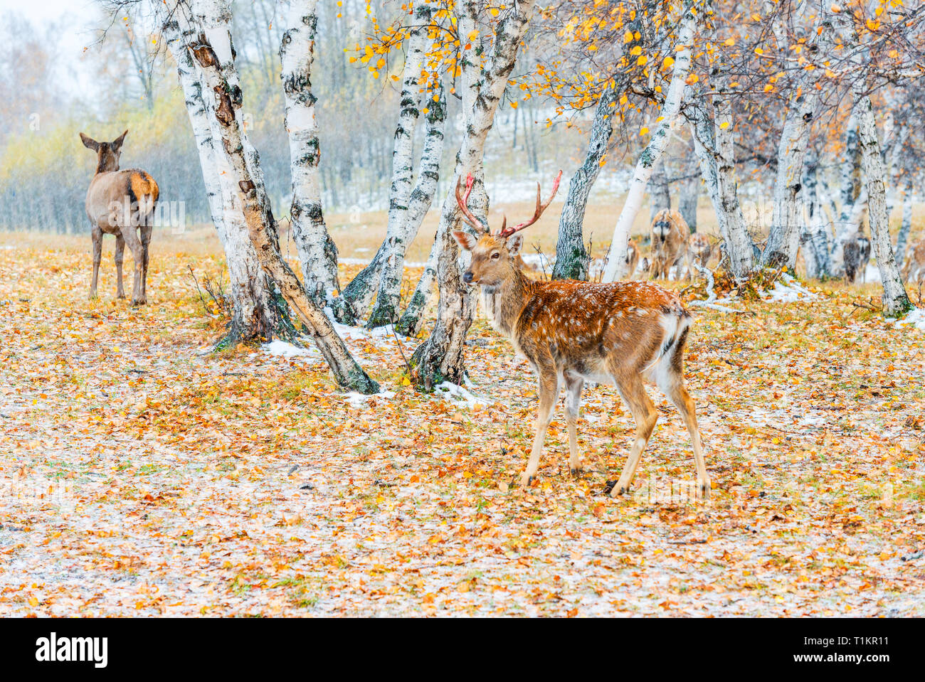 Wild deer in nature series hi-res stock photography and images - Alamy