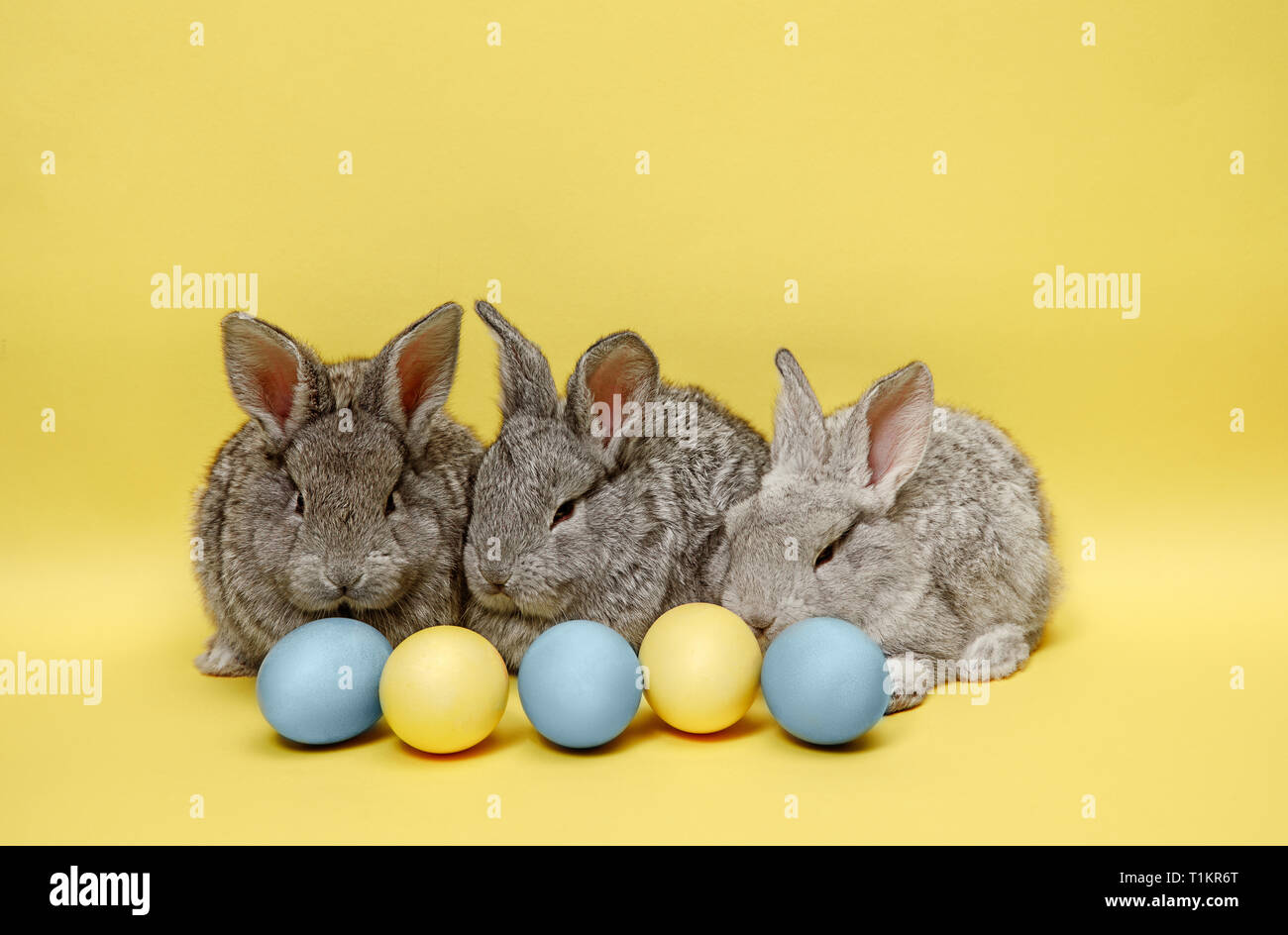 Easter bunny rabbits with painted eggs on yellow background. Easter ...