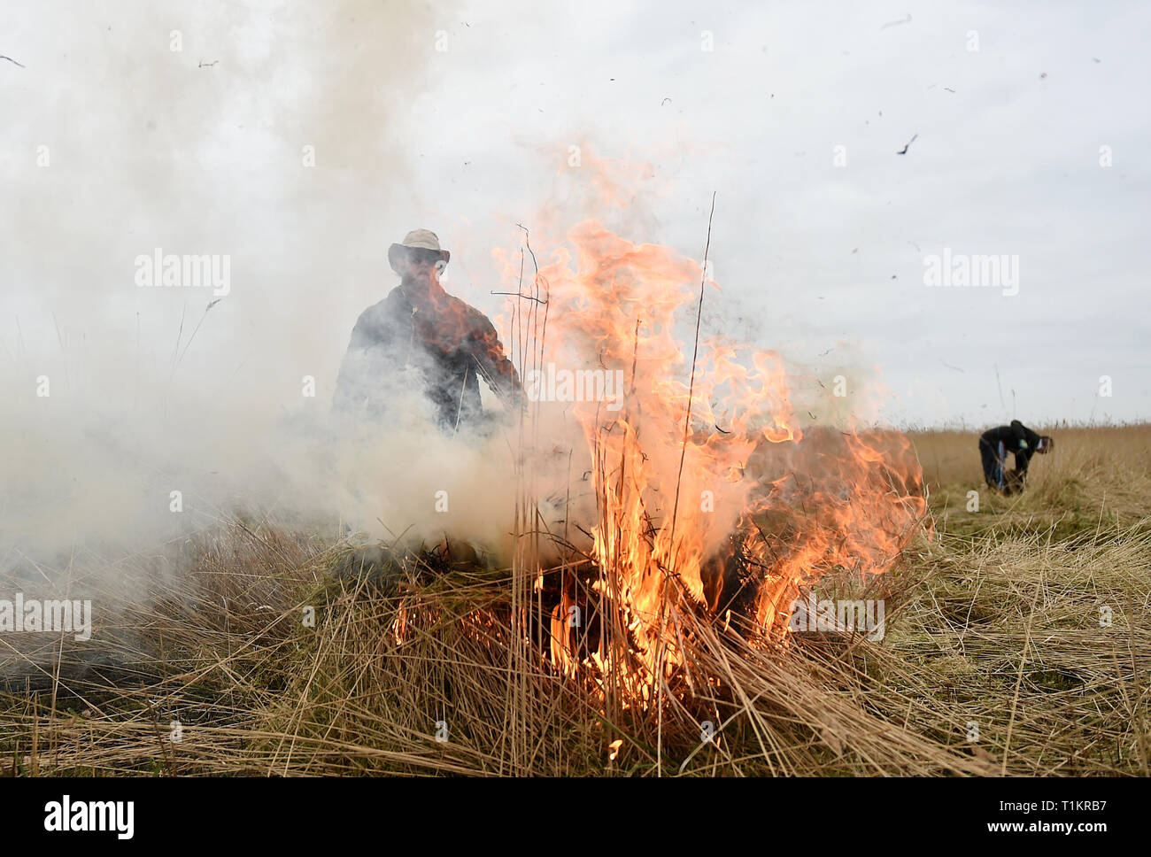 Reed cutter hi-res stock photography and images - Alamy