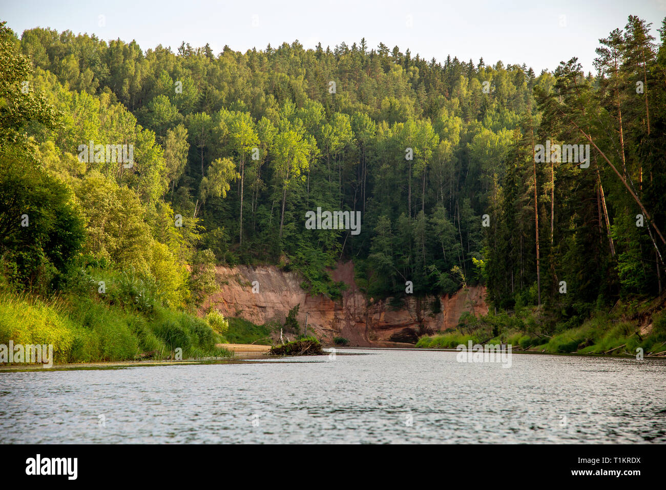 Landscape with cliff, flowing river and green forest in Latvia. Gauja ...