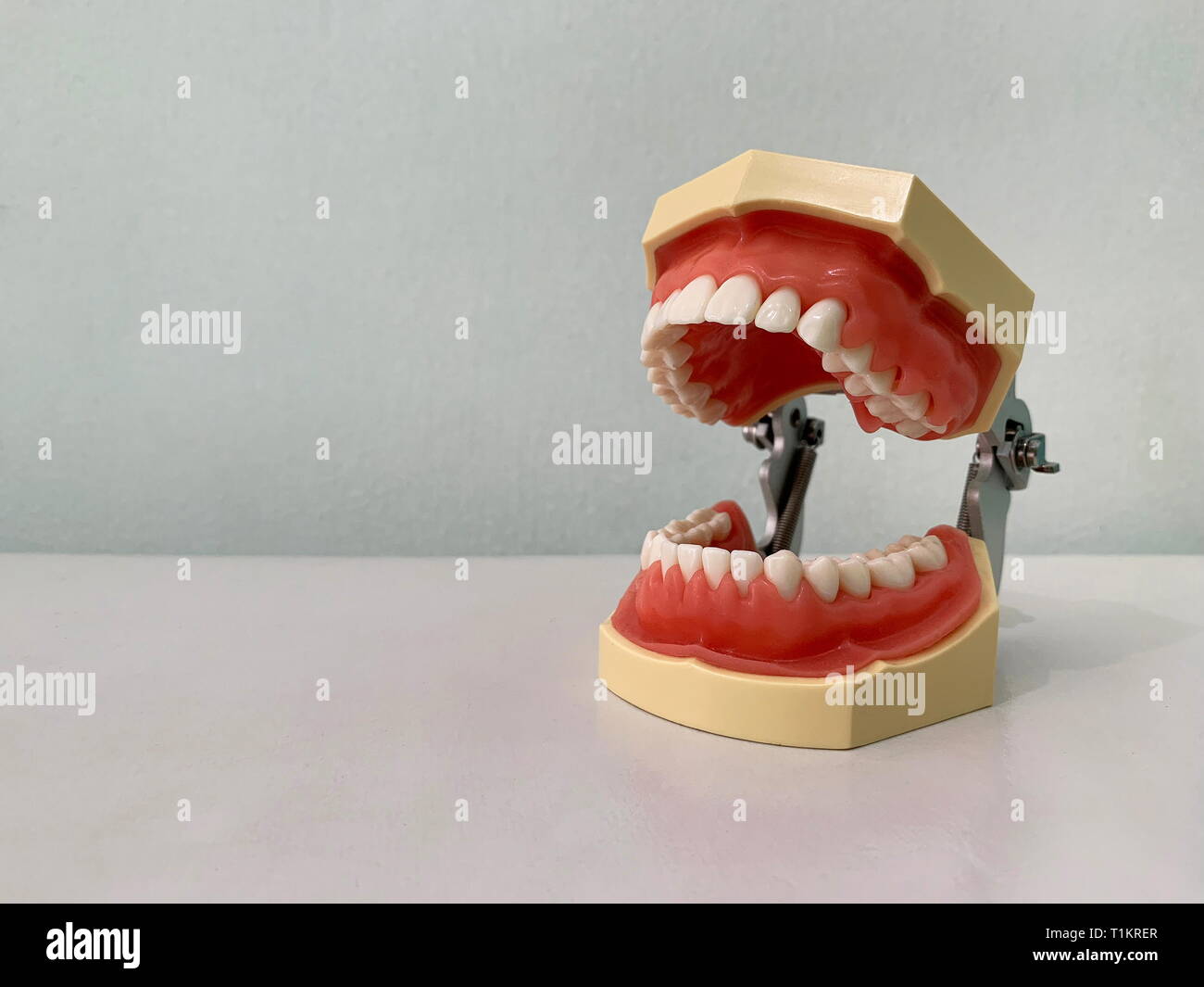 Plastic tooth model hi-res stock photography and images - Alamy
