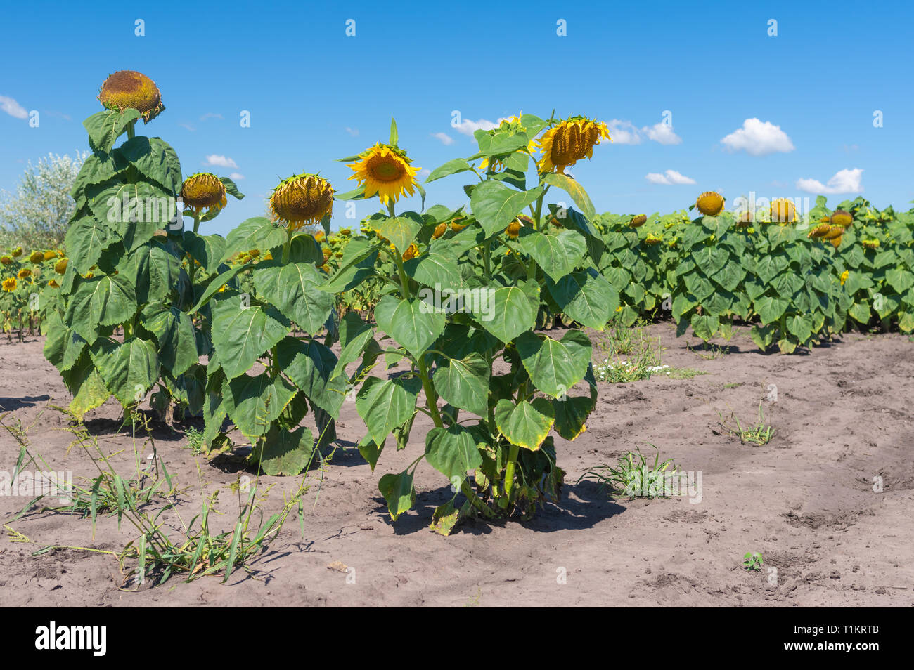 Sky father and earth mother hi-res stock photography and images - Alamy