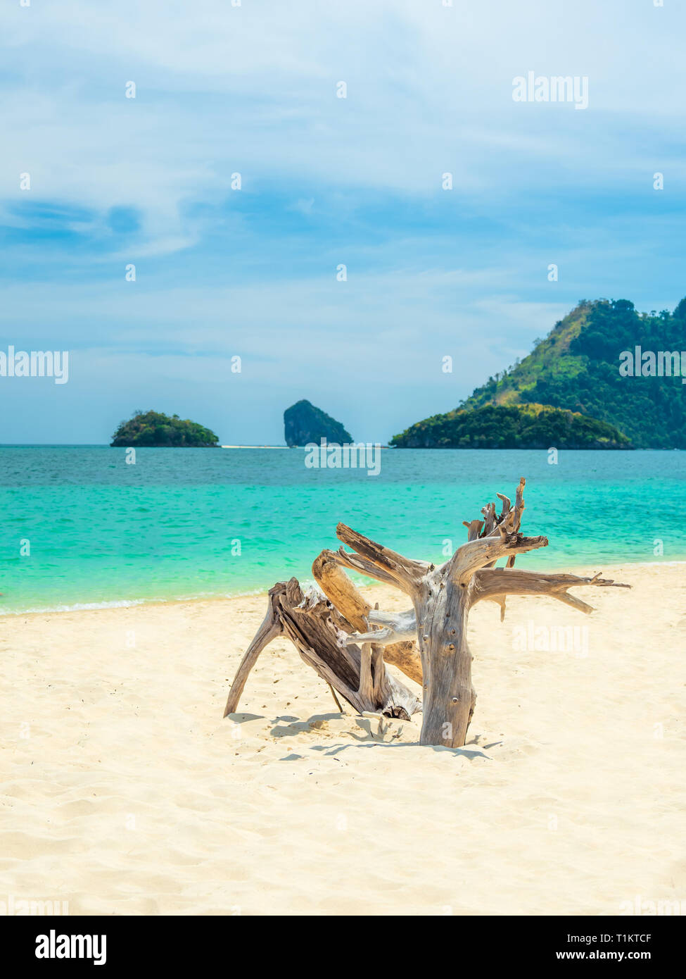 Tree trunk on the wild tropical beach Stock Photo - Alamy
