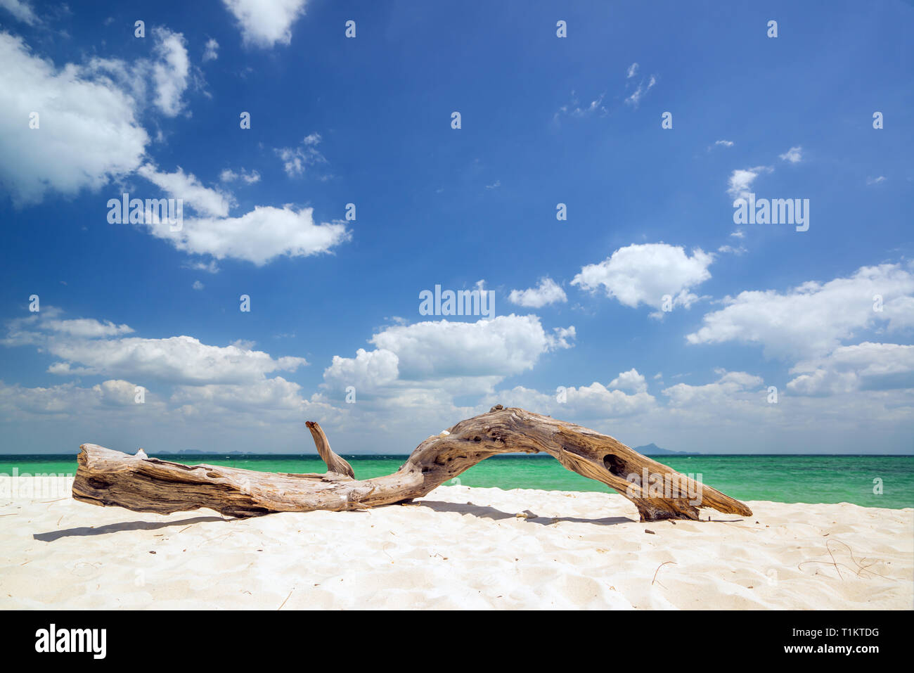 Tree trunk on the wild tropical beach Stock Photo - Alamy