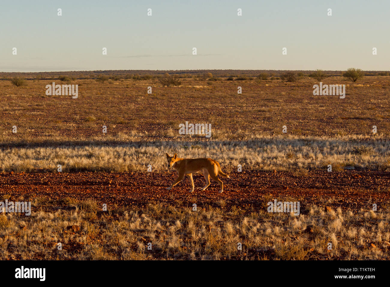Australian dingo looking for a prey in the middle of the outback in ...
