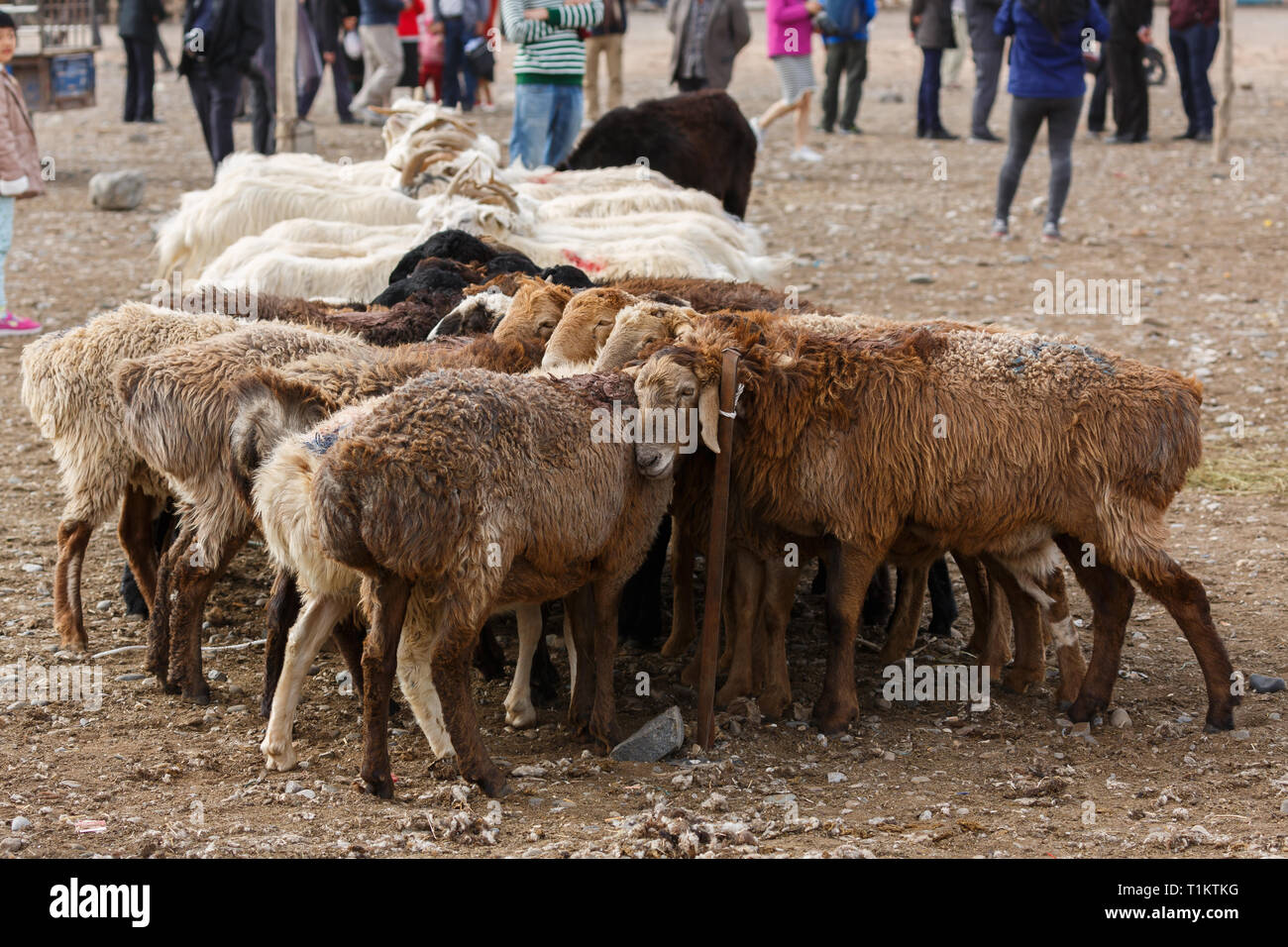 Two rows of lambs tied together and ready for sale at Kashgar Animal ...