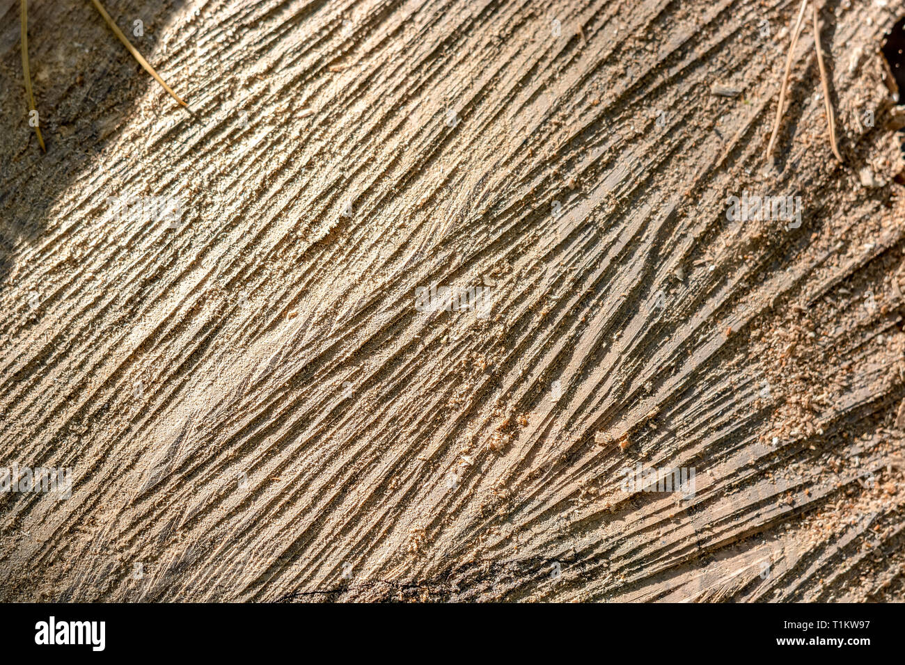 the texture of chopped wood close up Stock Photo - Alamy