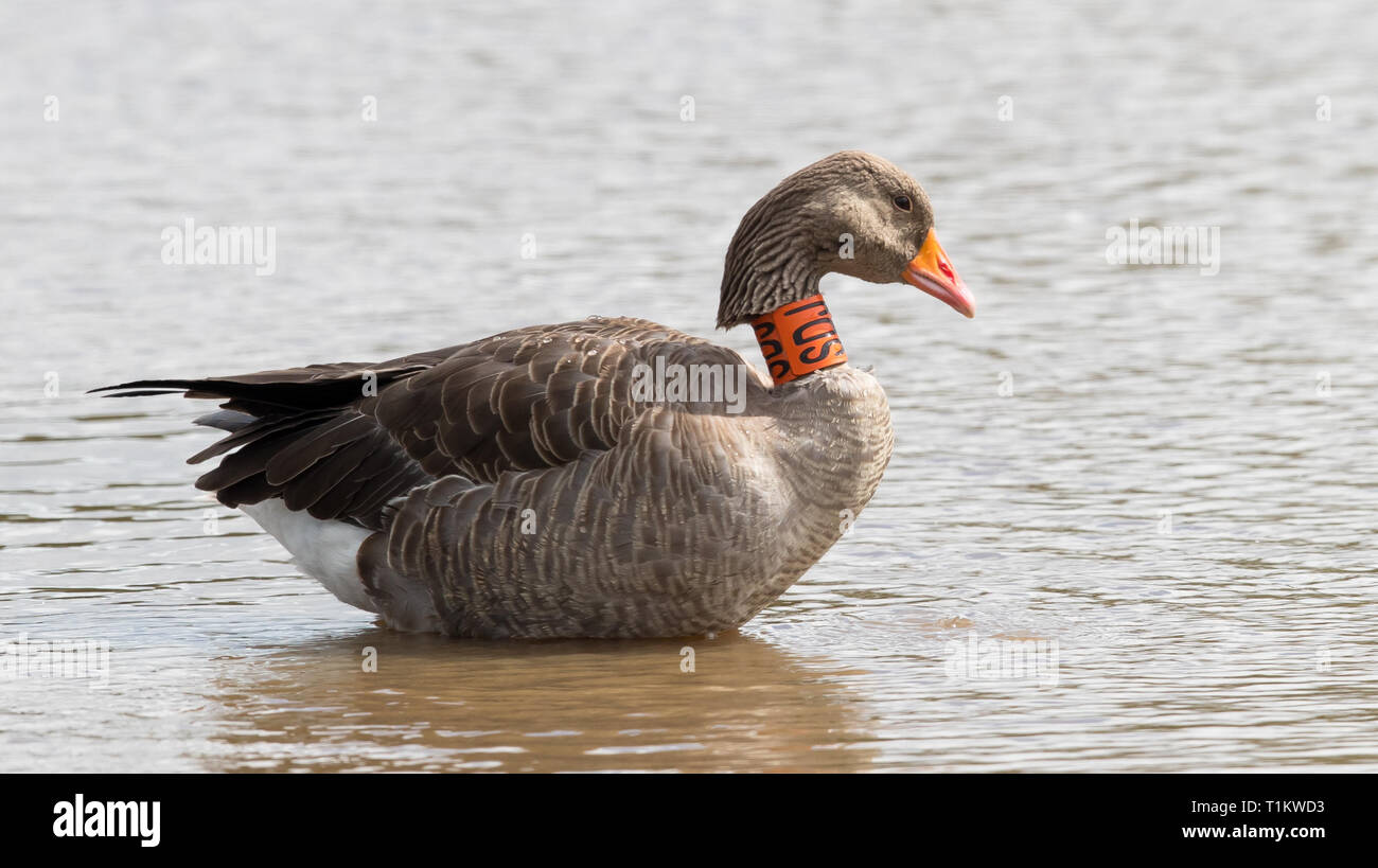 Neck collar hi-res stock photography and images - Alamy
