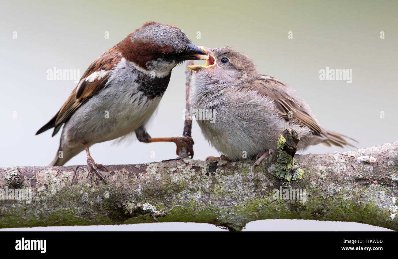 House Sparrow feeding juvenile Stock Photo - Alamy