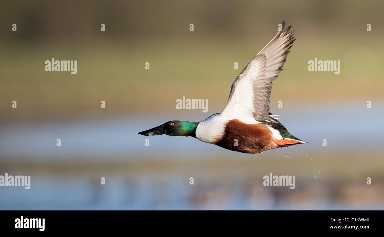 Shoveller duck hi-res stock photography and images - Alamy