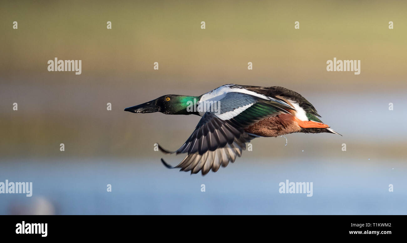 Shoveller duck hi-res stock photography and images - Alamy