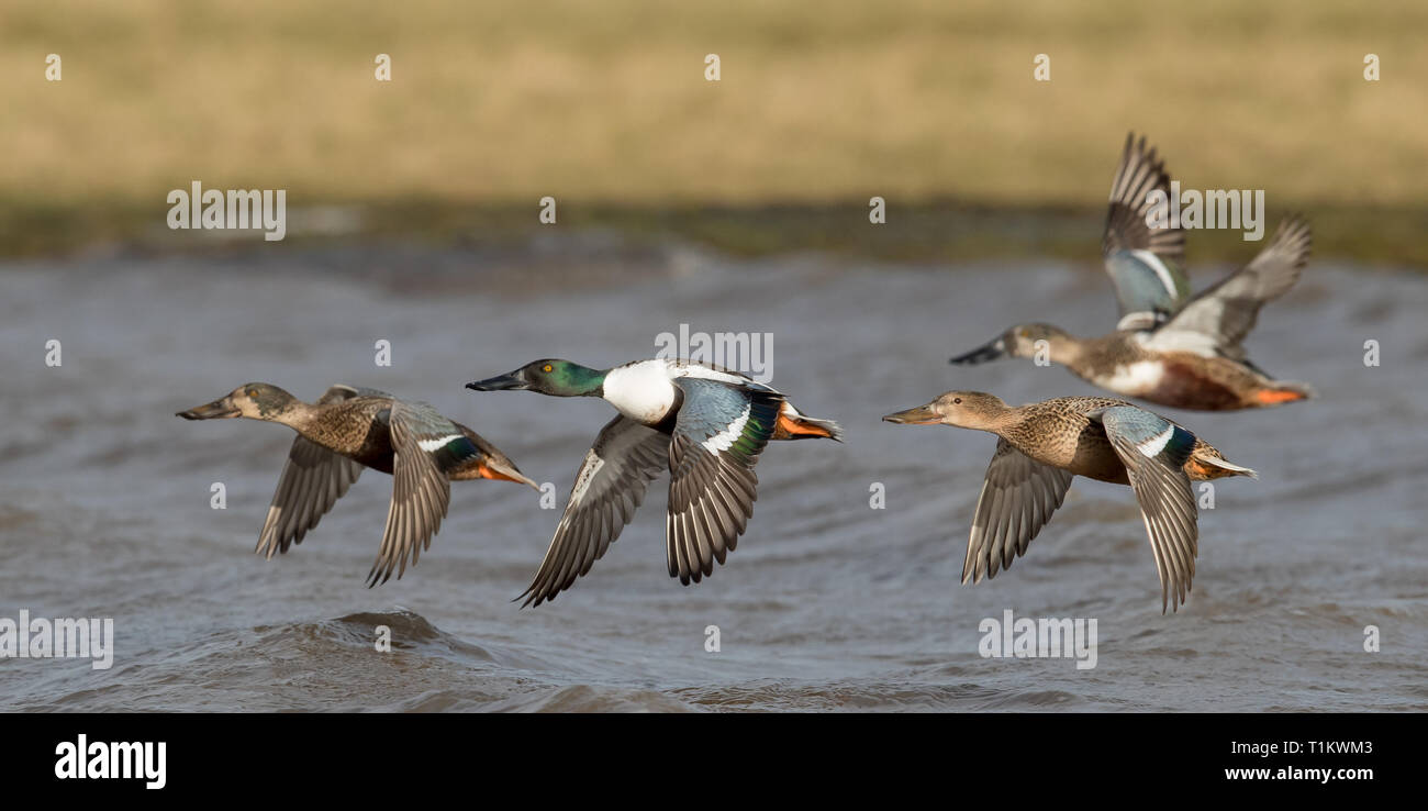 Shoveller duck hi-res stock photography and images - Alamy