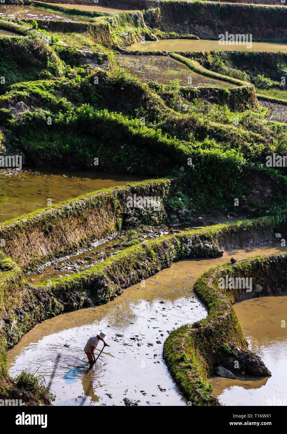 Yuanyang County, Yunnan, China - 2014: A farmer plowing and harrowing ...