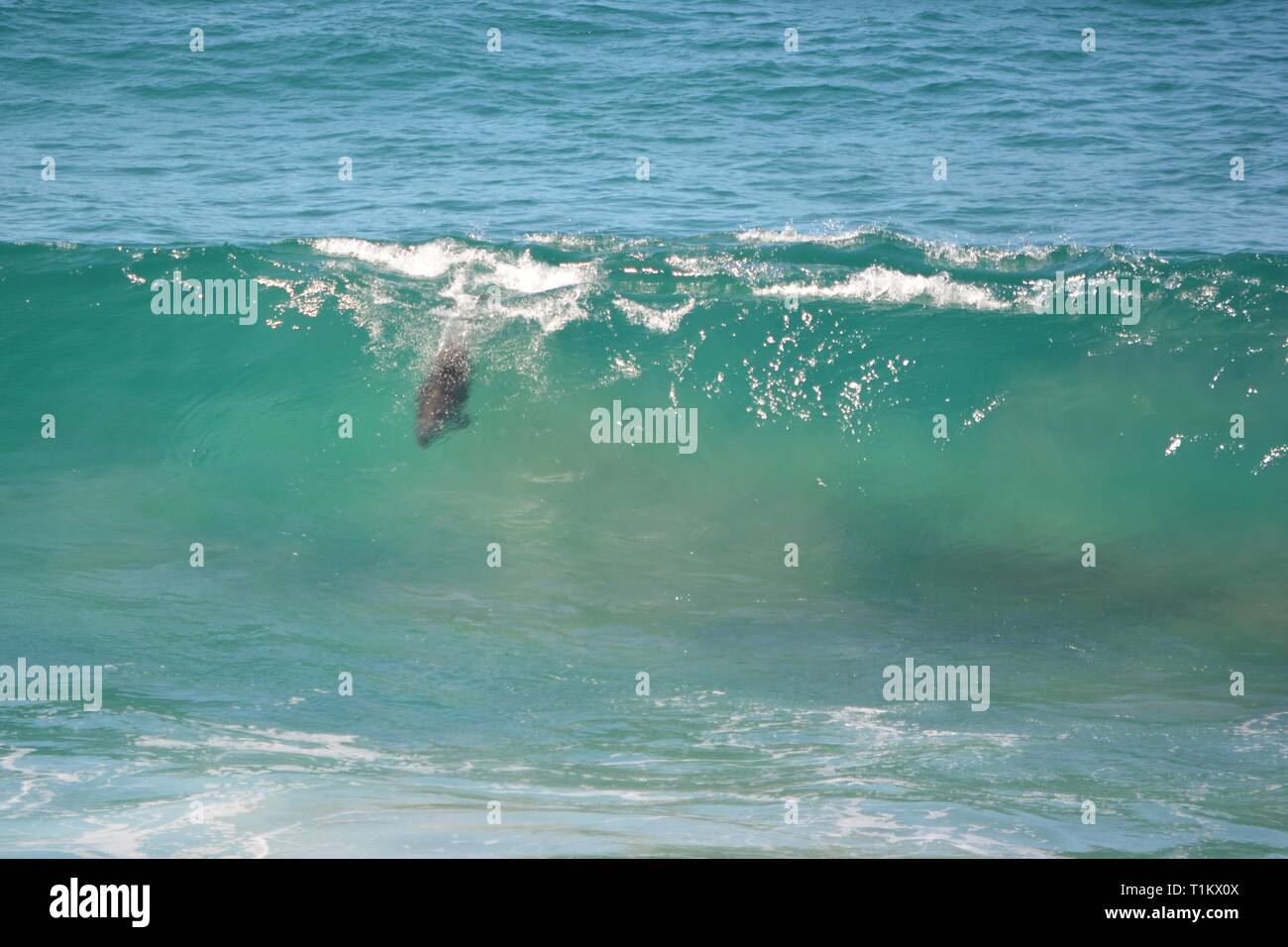 Wild, Riding the wave, A Dolphin surfing dives through the clear aqua ...