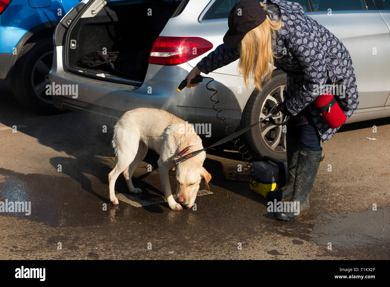 Dog walking lady / dog walker washes her labrador pet dog / washing ...