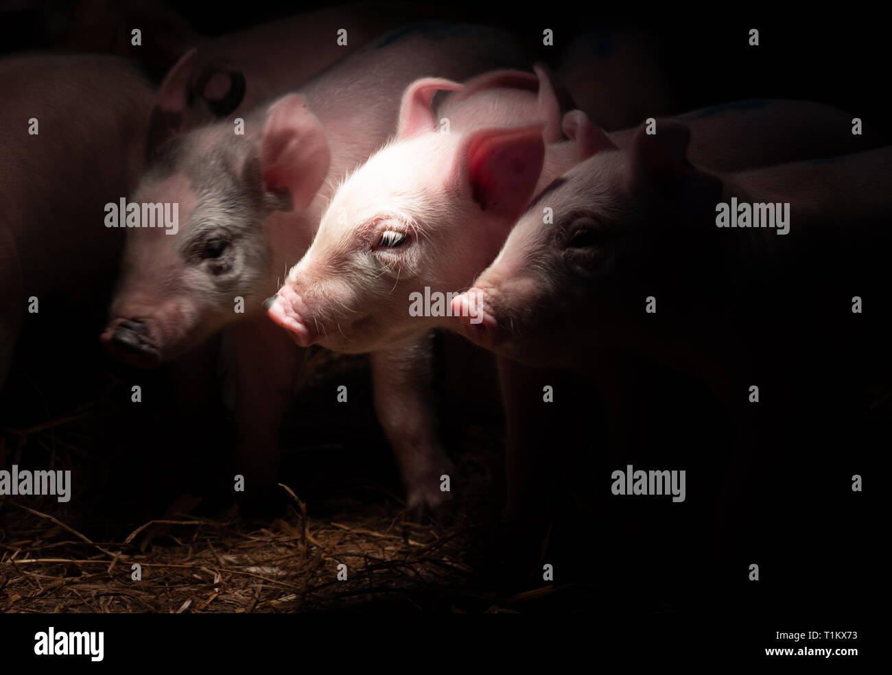 Newborn baby pigs in the straw nest at stall Stock Photo - Alamy