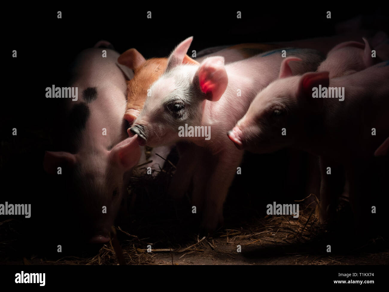Newborn baby pigs in the straw nest at stall Stock Photo - Alamy