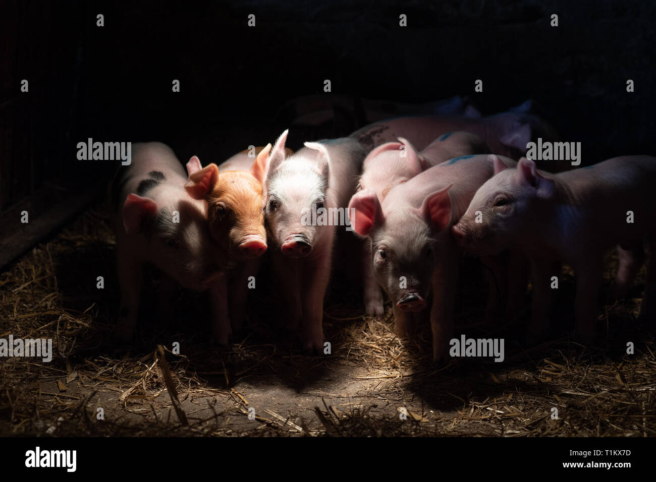 Newborn baby pigs in the straw nest at stall Stock Photo - Alamy