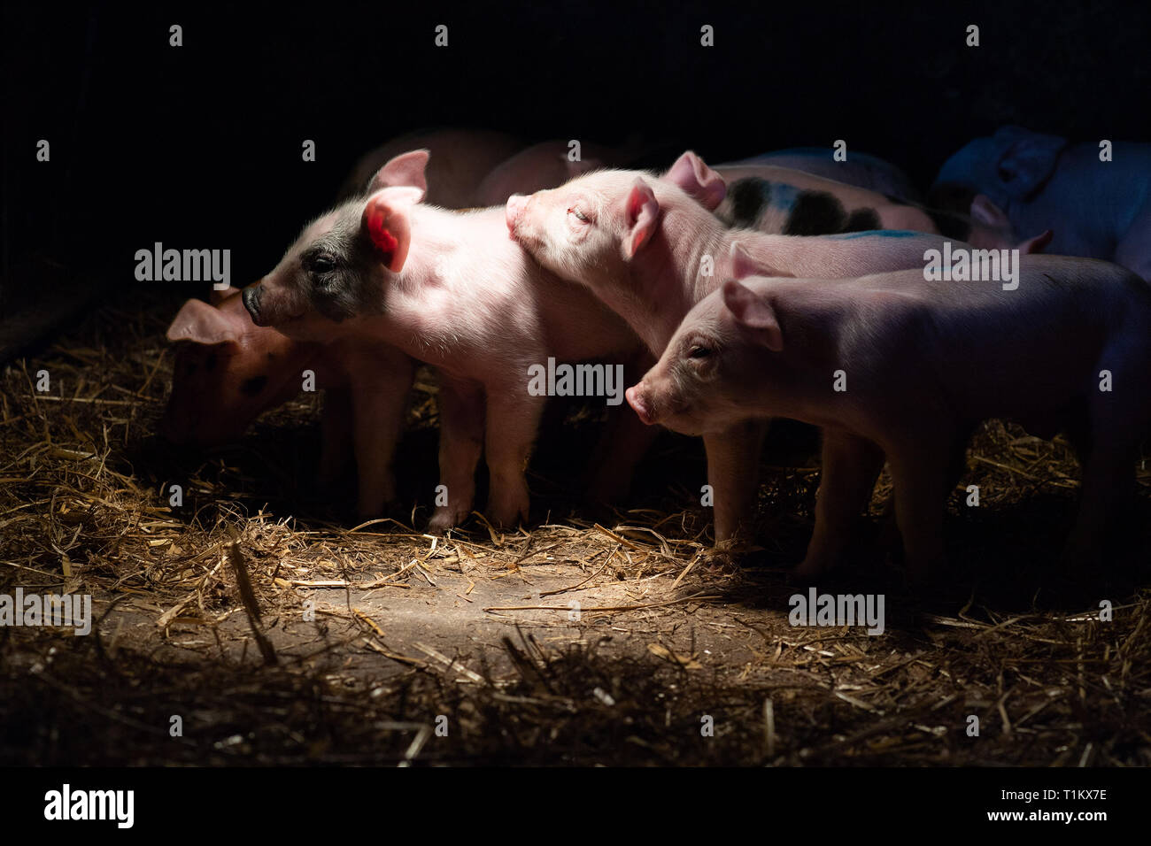 Newborn baby pigs in the straw nest at stall Stock Photo - Alamy