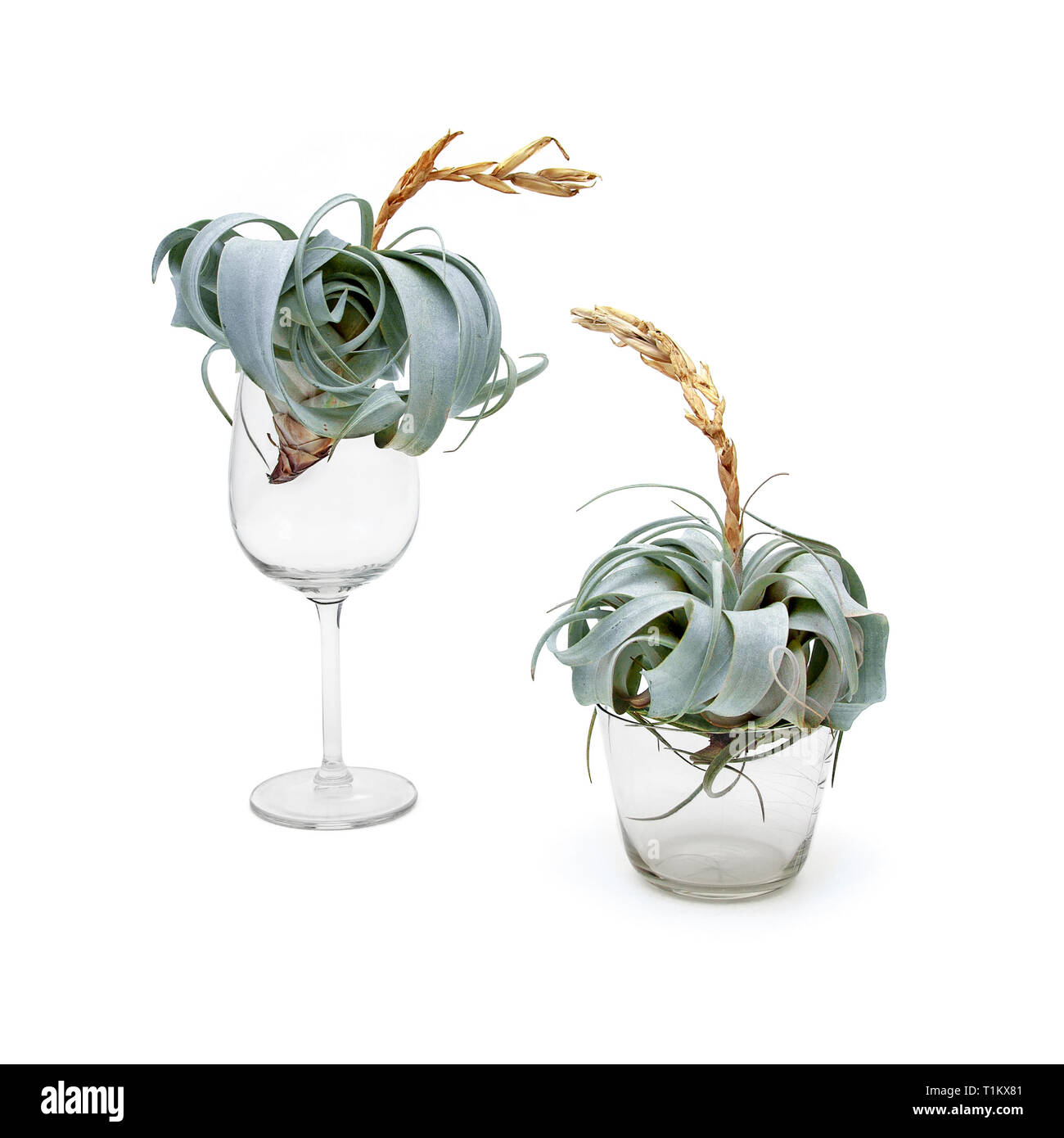 Two green plants in transparent glass containers Stock Photo - Alamy