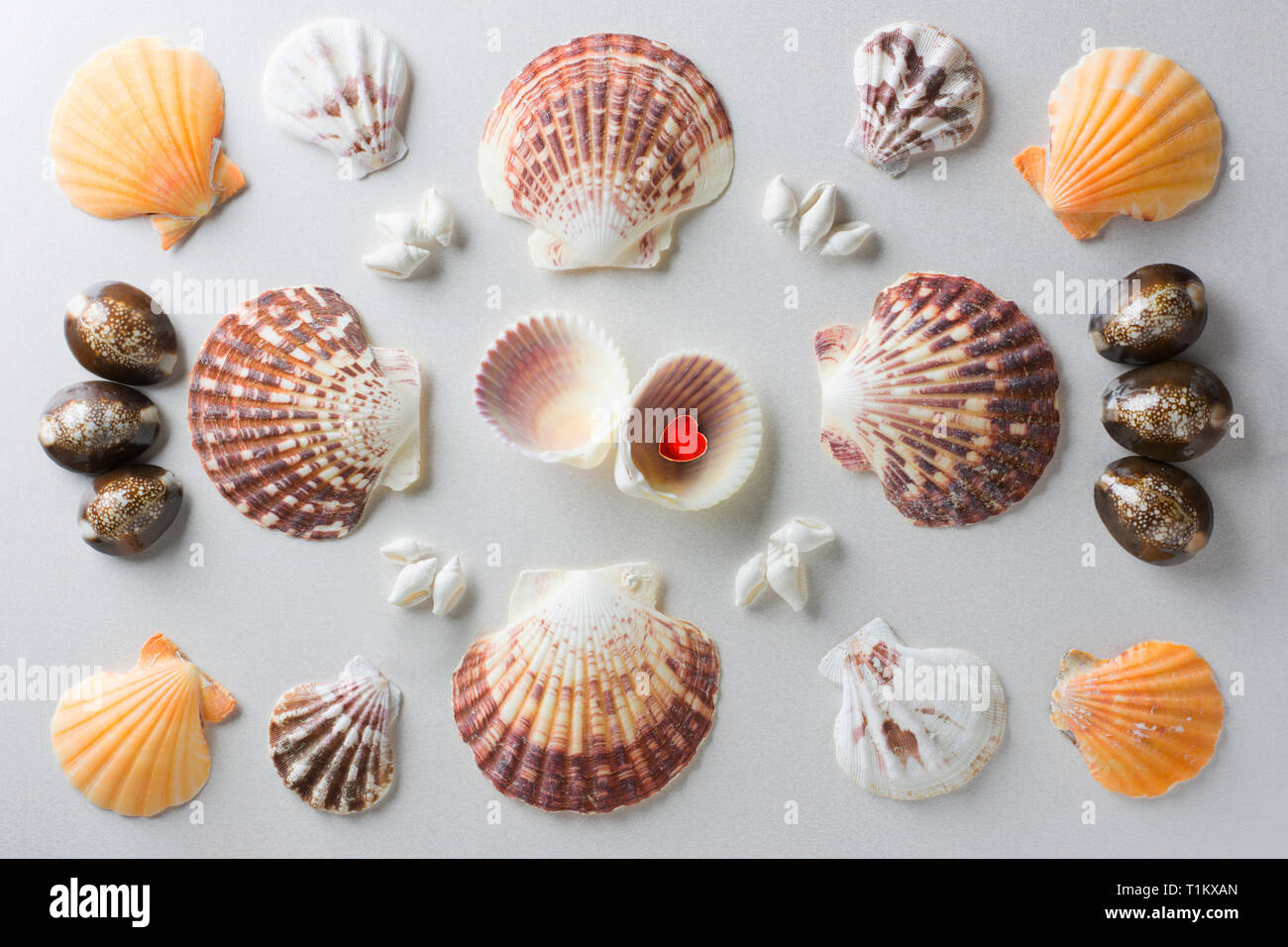 A symetrical pattern made with a collection of various shells - open ...
