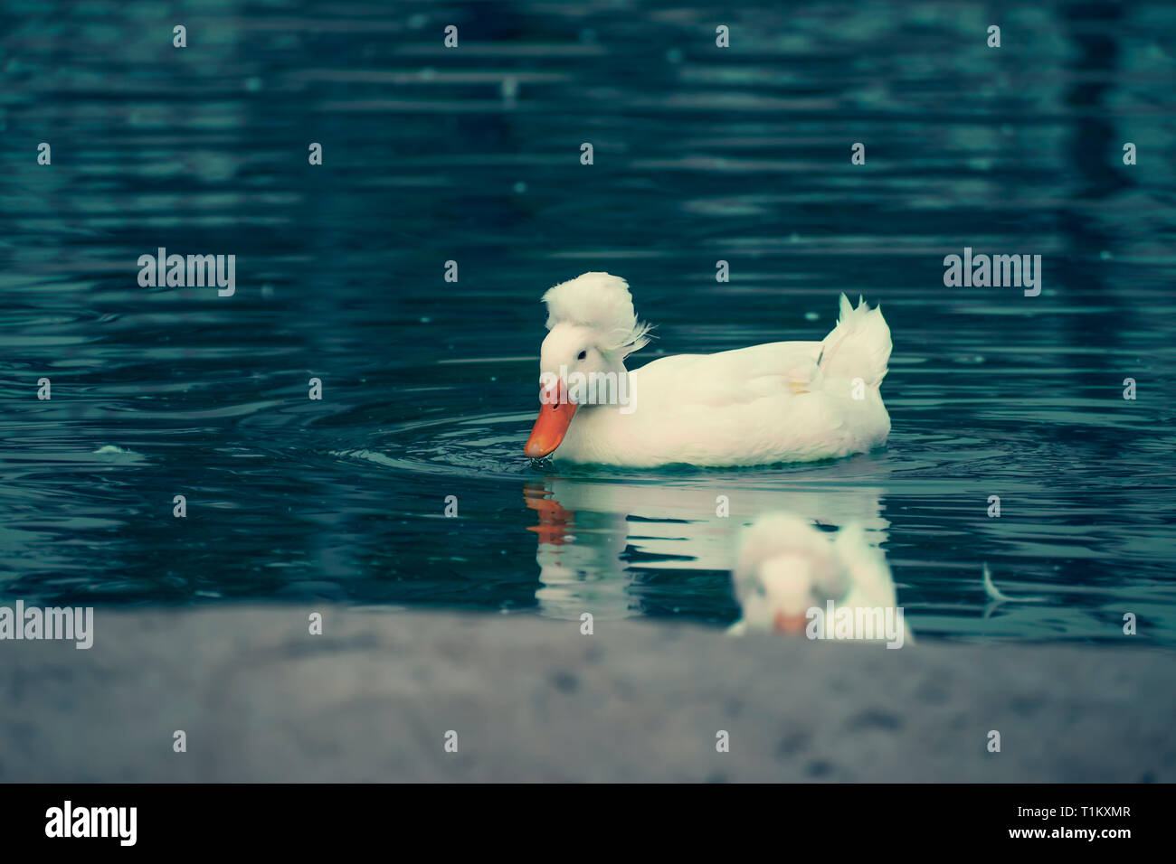 White duck hi-res stock photography and images - Alamy