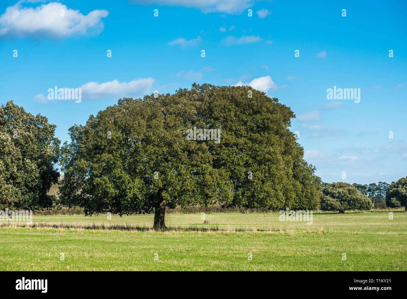 Holkham estate north norfolk hi-res stock photography and images - Alamy