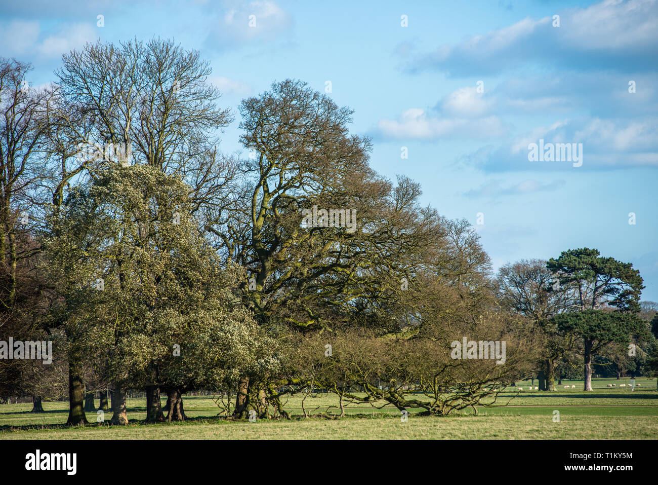 Holkham park, Holkham hall in North Norfolk, East Anglia, England, UK ...