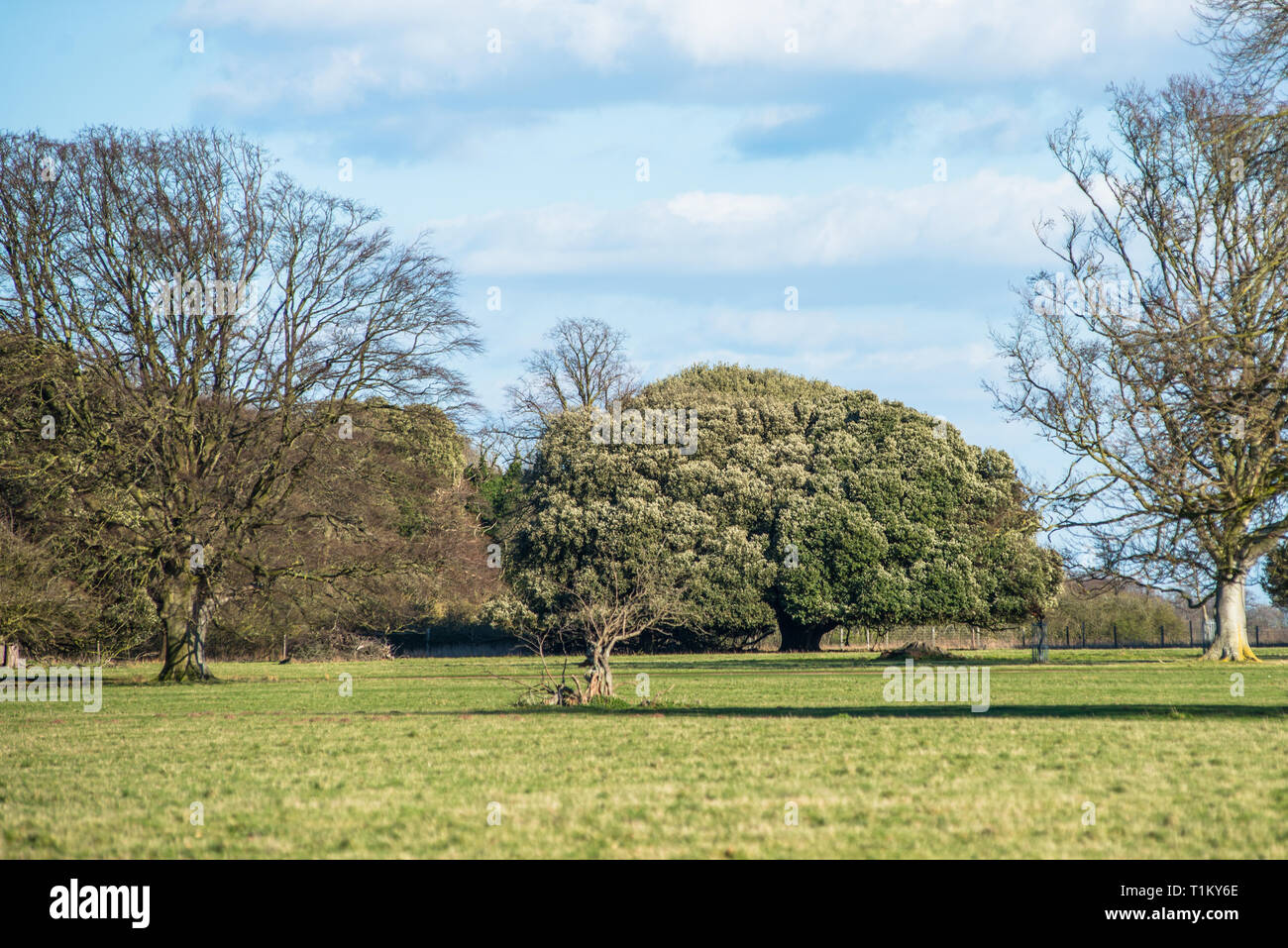 Holkham park norfolk hi-res stock photography and images - Alamy