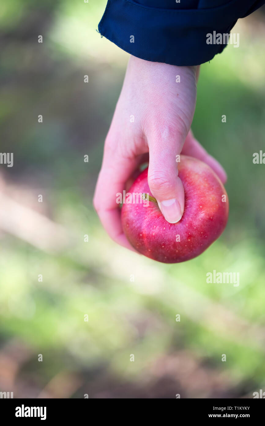 Human hands holding apples hi-res stock photography and images - Alamy