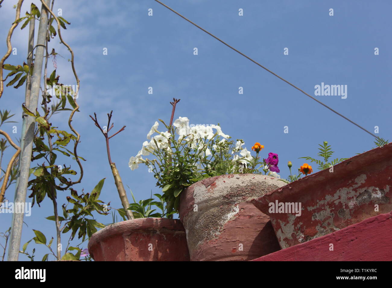 Roof flower hi-res stock photography and images - Alamy