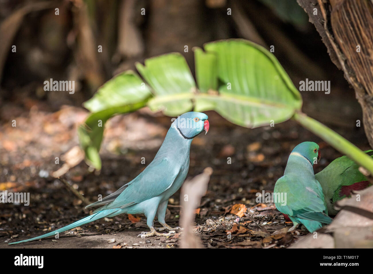 Ring-necked parakeet on the floor in the forest Stock Photo - Alamy