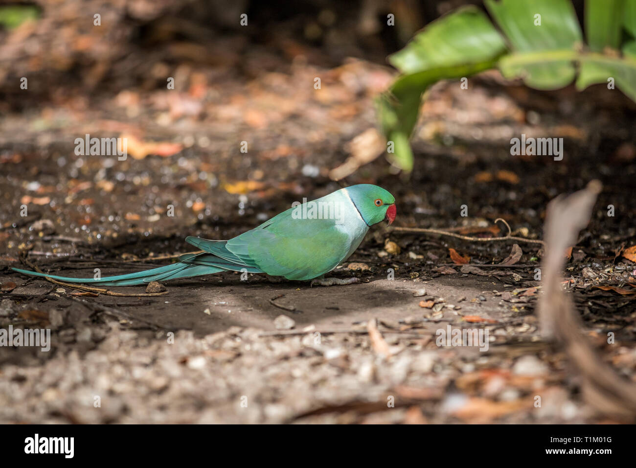 Ring-necked parakeet on the floor in the forest Stock Photo - Alamy