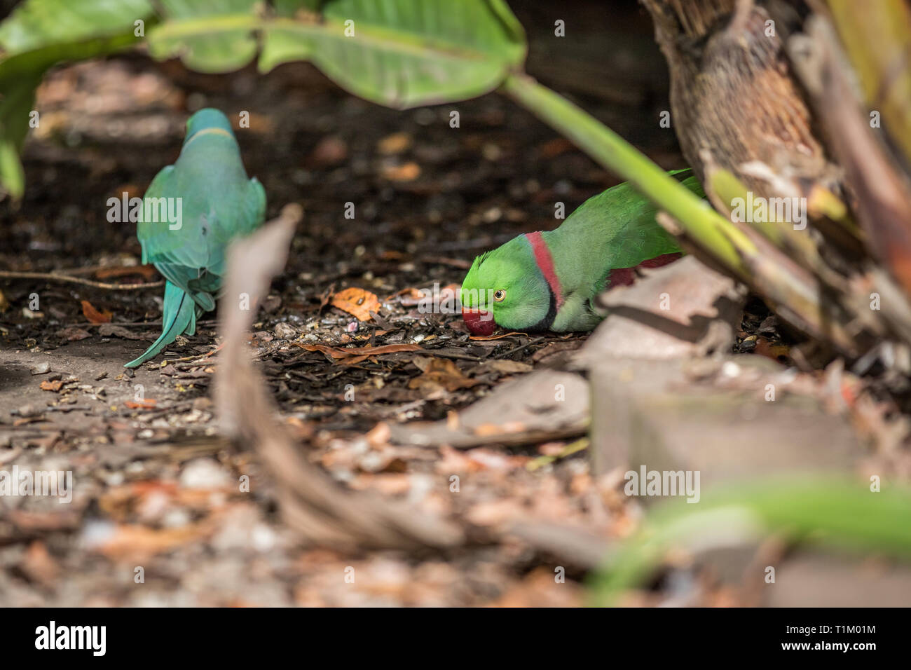 Rose-ringed parakeet and ring-necked parakeet on the floor in the ...