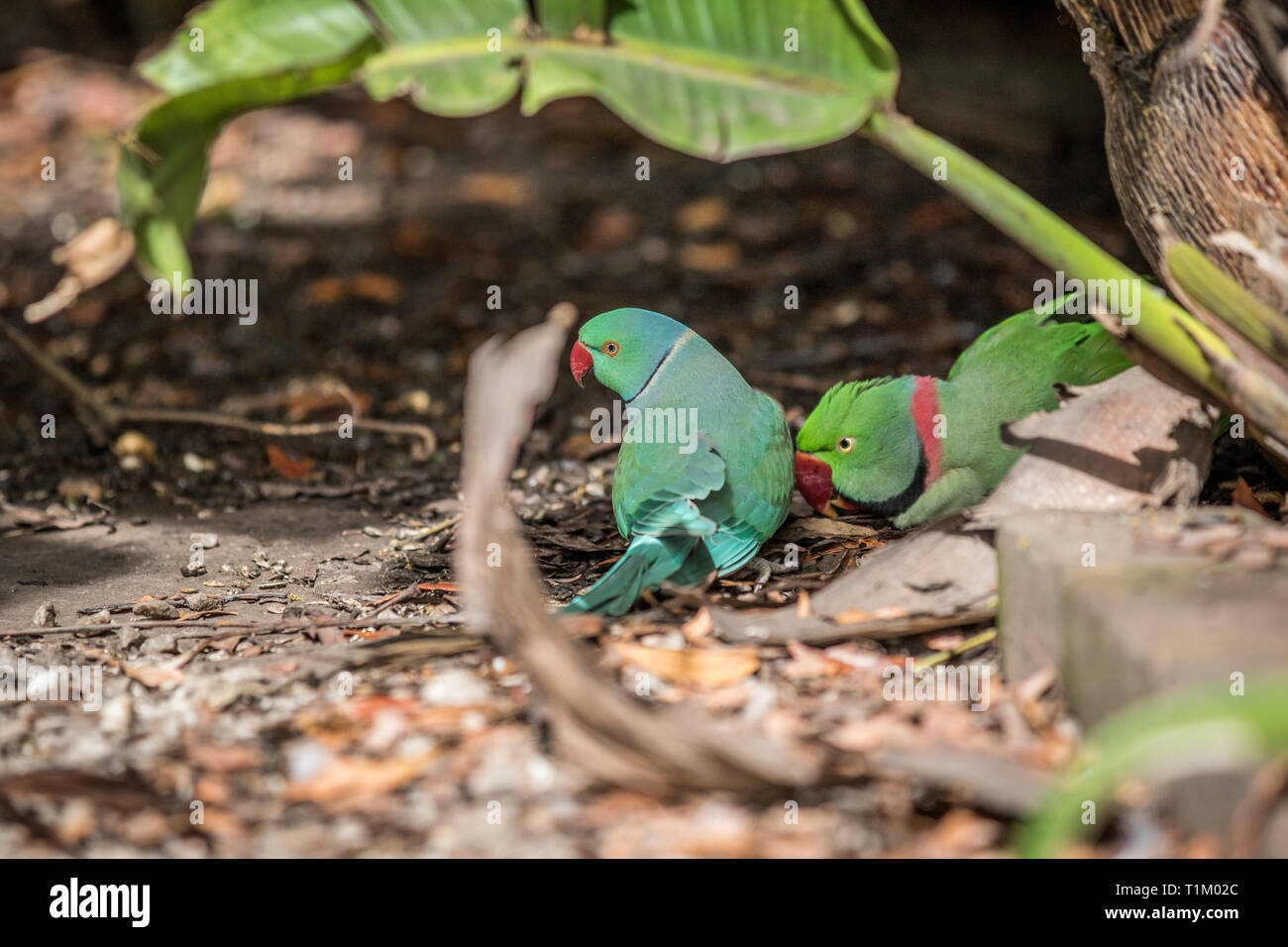 Rose-ringed parakeet and ring-necked parakeet on the floor in the ...