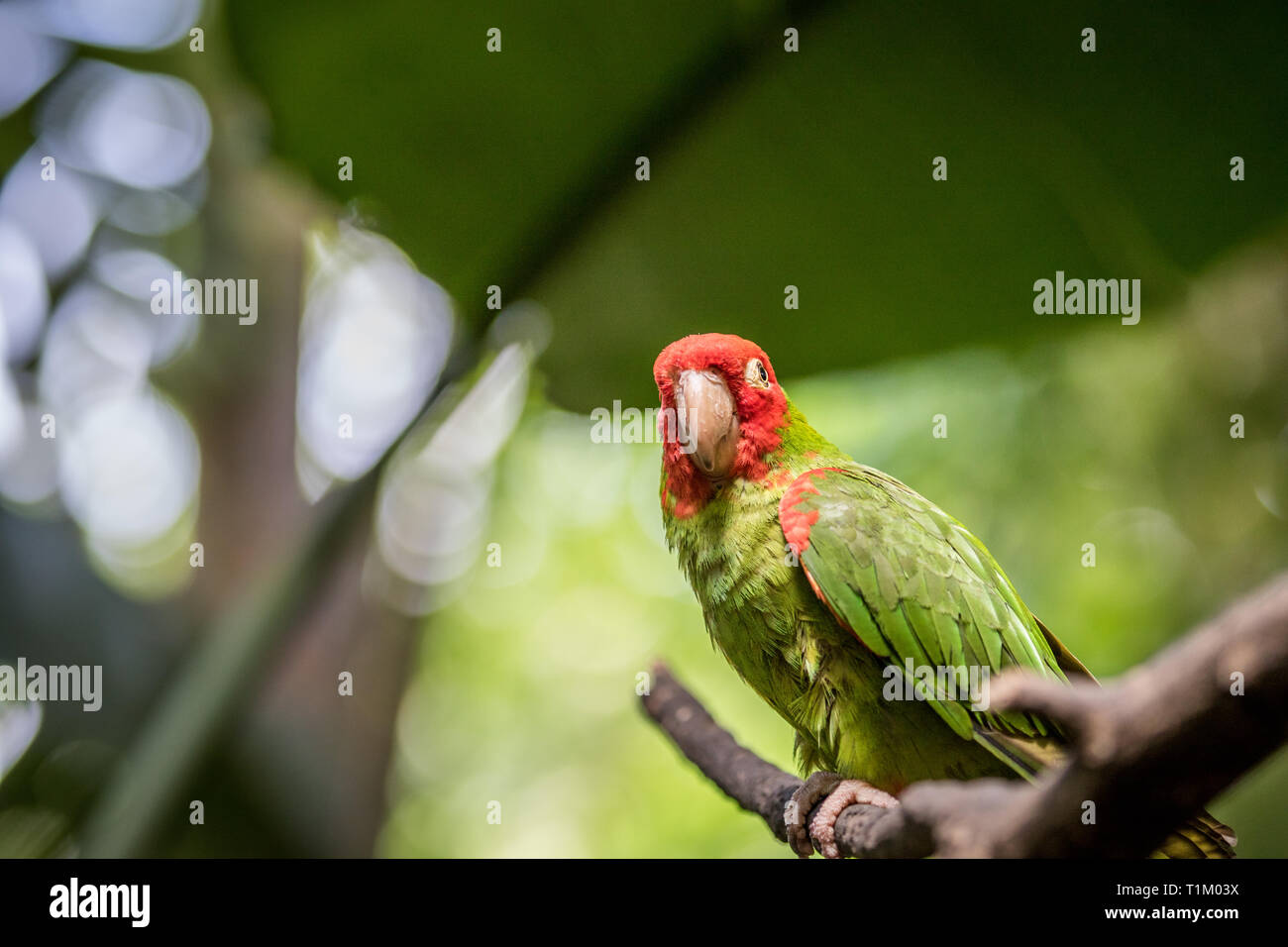 Colorful red conure cherry headed conure hi-res stock photography and ...