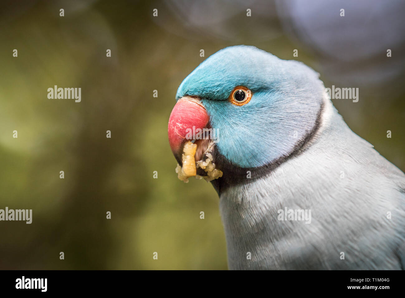 Indian ringneck parakeets hi-res stock photography and images - Alamy