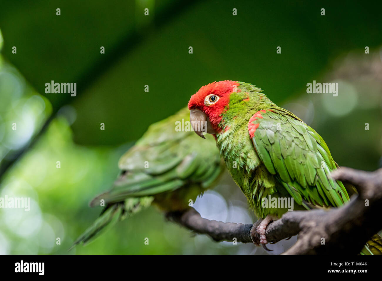 Colorful red conure cherry headed conure hi-res stock photography and ...